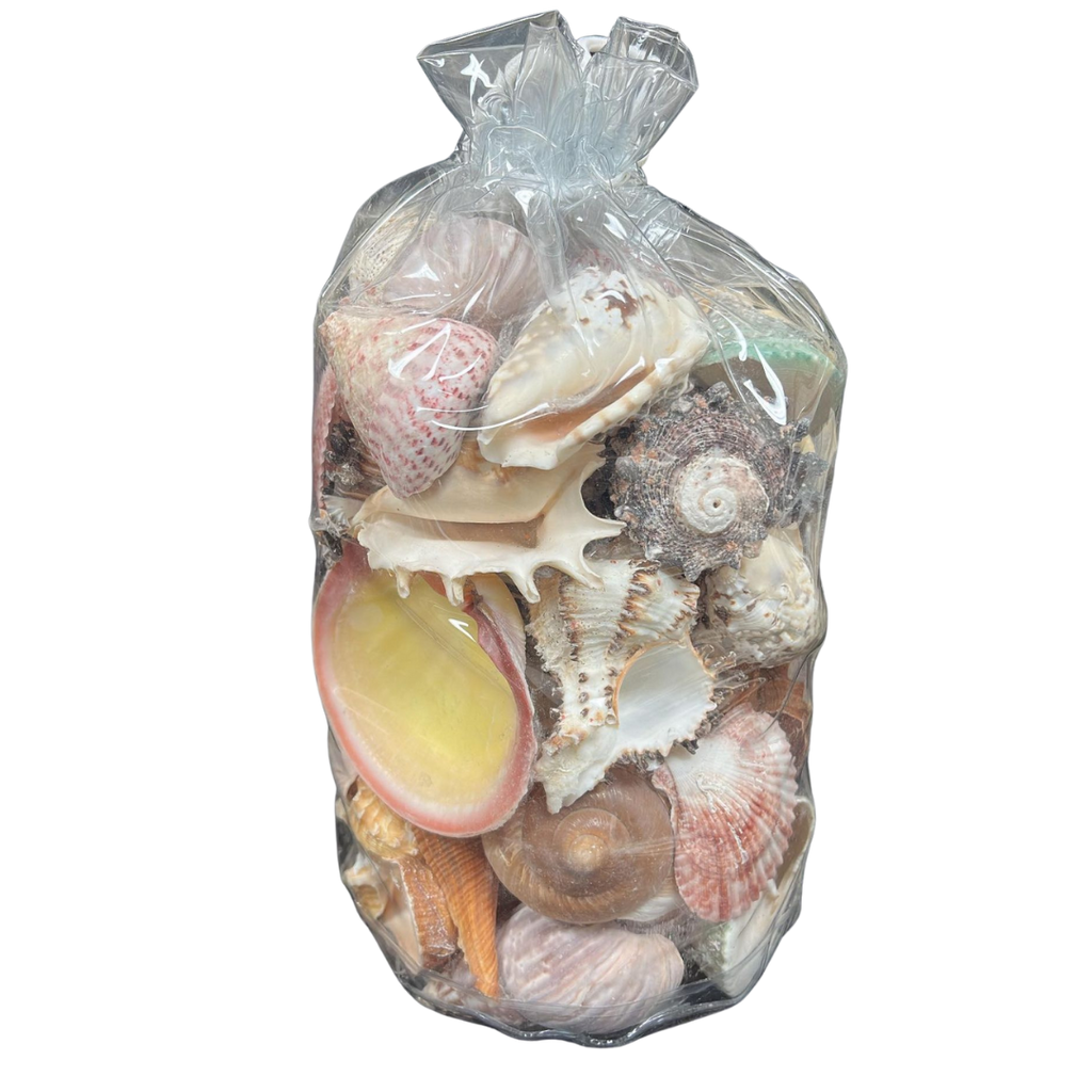 Assorted Shells | Large | Vinyl Bag | The Shell Connection