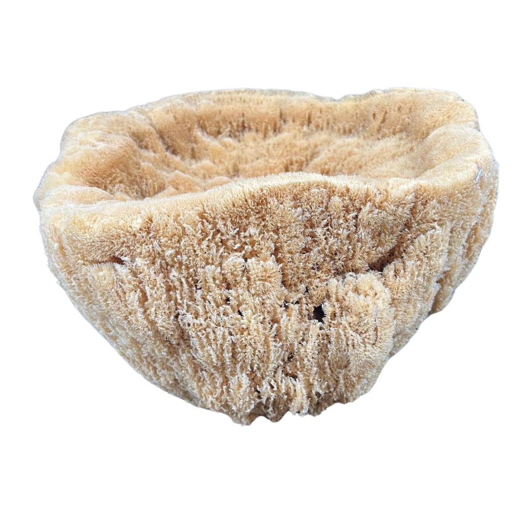 Vase Sponge | The Shell Connection